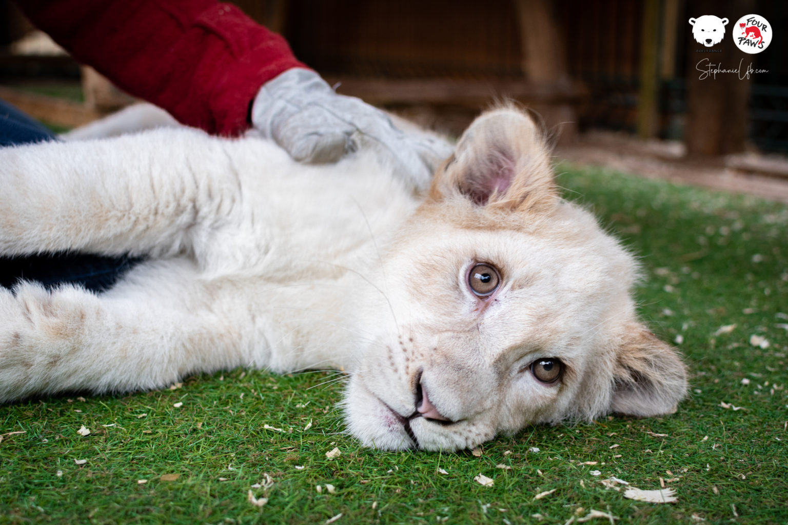 Caresse de tigre – le Tiger King à la française – Au coeur du business ...